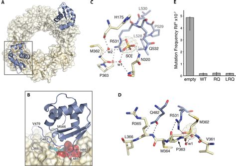 Interaction Between E Coli Mutl Rgd And The Clamp A Crystal