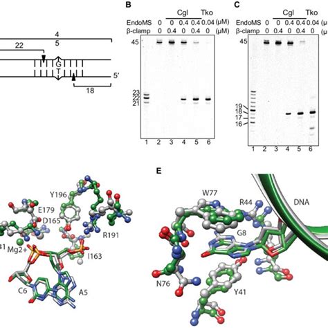 Cleavage Pattern Of Mismatch Containing Dna By Cglendoms A The Dsdna