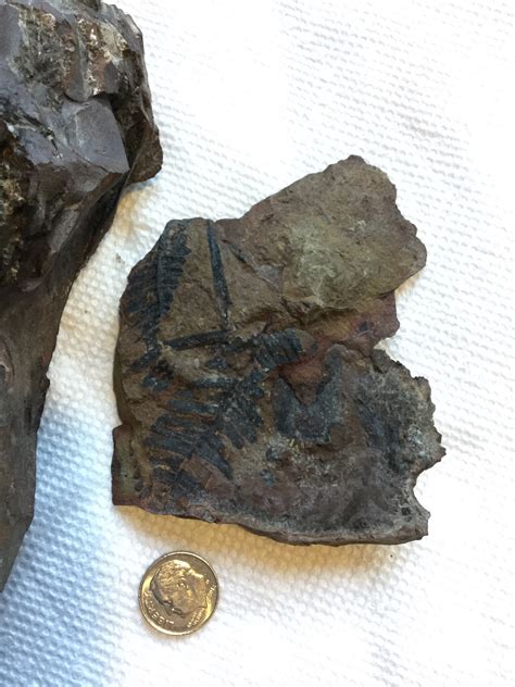 Best Way To Clean Fossil ID The Fossil Forum