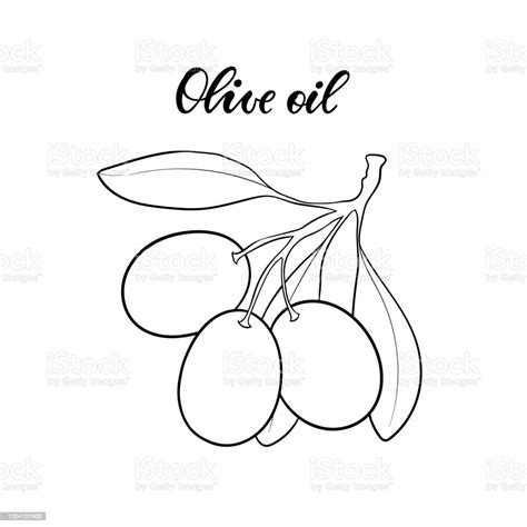 배경에 고립 된 잎과 올리브와 검은 색과 흰색 윤곽 올리브 가지 레스토랑 카페 메뉴 또는 올리브 오일 유기농 화장품디자인 포장 장식 로고 배너 일러스트 레이션 검은색에 대한