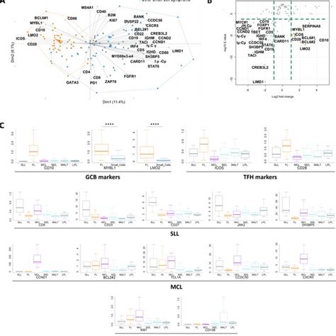 Differential Transcriptomic Analysis Of Diffuse Large B Cell Lymphoma