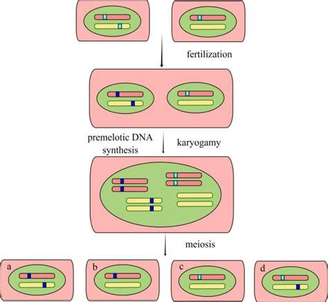 Diagram Of Rip Process Two Haploid Strains With Different Mating Types