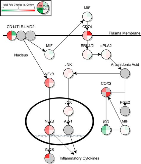 Mif Regulation Of Innate Immunity In Activated Microglia Canonical