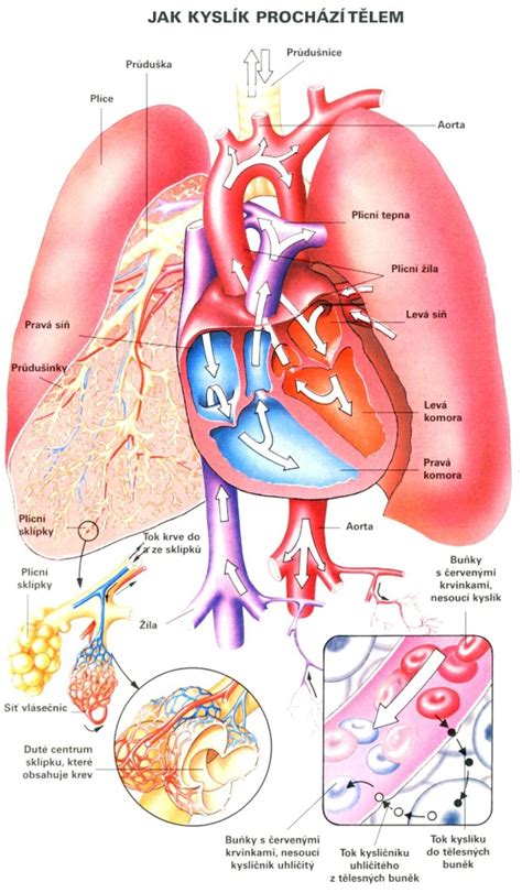 Plíce Různé Choroby Plic 74 Kouzlo Bylin