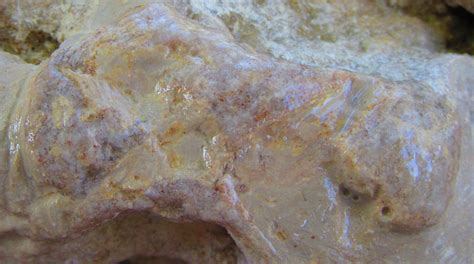 Crustacean Or Not Fossil Id The Fossil Forum