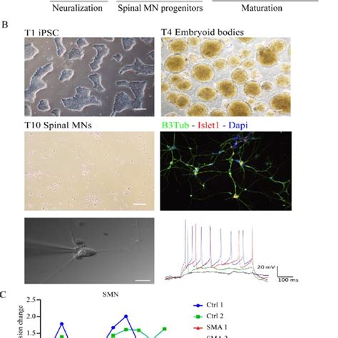 a experimental workflow of ipsc differentiation toward mns cells