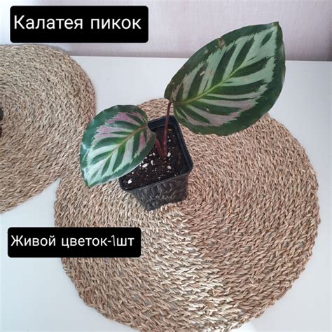 Калатея, 6 дм - купить по выгодной цене в интернет-магазине OZON ...