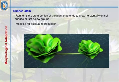 Lecture 1 Definition Classification Of Marine Hydrophytes Pptx