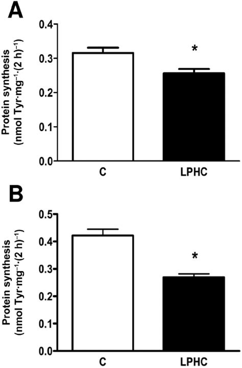 Rates Of A Protein Synthesis And B Overall Proteolysis In The