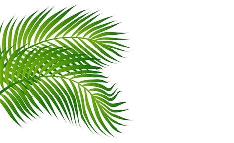 Premium Vector Leaf Element Design