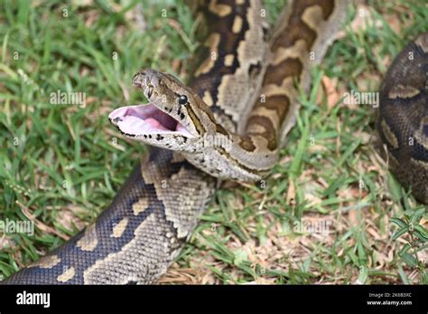 A Closeup Picture Of A Southern African Rock Python Yawning Opening Her Mouth At Kalimba