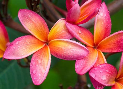 Hawaii Flora Hawaiian Flowers And Plants To