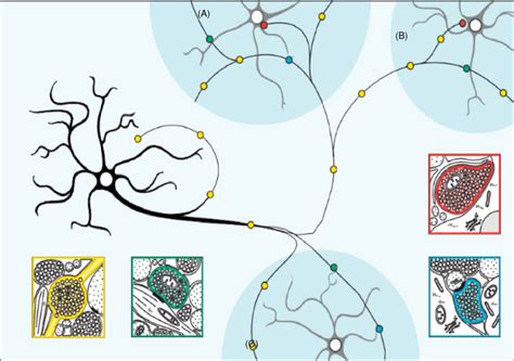 Conventional 5 Ht Neuron Schematic Representation As Illustrated Download Scientific Diagram