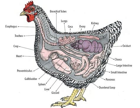 Chicken Dissection Diagram