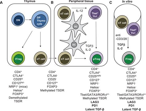 Of Treg Subsets Regulatory T Cells Are Generated In The Thymus And Are Download Scientific