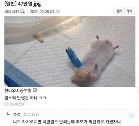 47만원짜리 햄스터 수술 포텐 터짐 최신순 에펨코리아