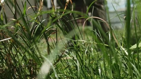 Slow Motion Close Up Of Trimming Grass With Electric String Trimmer Stock Video Video Of
