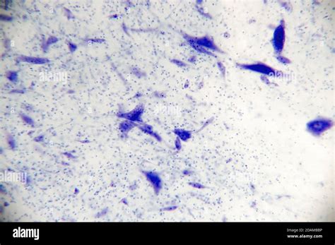 Neuroglia Microscope