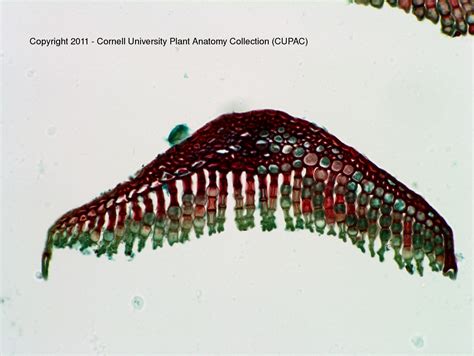 Cupac Anatomy Slide Images