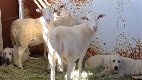 Hay Ewe Ranch Llc Mount Calm Tx