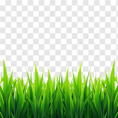 흰색 배경 클립 아트 그림에 고립 된 아름 다운 녹색 잔디 조각 흰색 배경 클립 아트 그림에 고립 된 아름 다운 녹색 잔디 조각 흰색 배경 클립 아트 그림에 고립 된