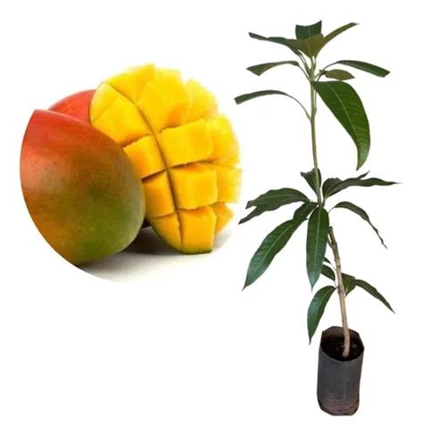 Muda De Manga Tommy Enxertada Prestes A Produzir