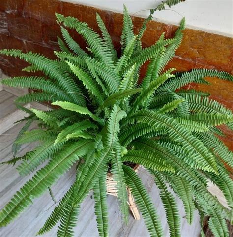 Sword Boston Fern Single Plant Buy Aquarium Plants And Aquarium