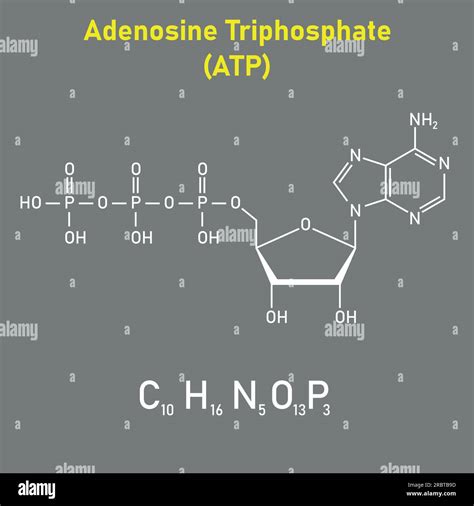 Chemical Structure Of Adenosine Triphosphate Atp C10h16n5o13p3