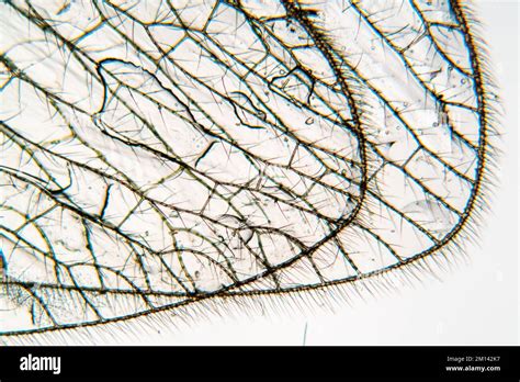 Insect Wing Light Micrograph Stock Photo Alamy