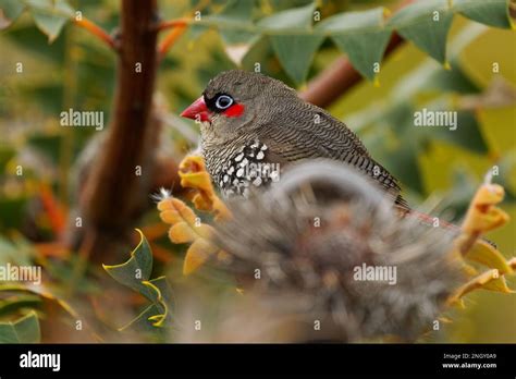 Red Eared Firetail Stagonopleura Oculata Also Known As Boorin Finch Like Bird Of Coastal