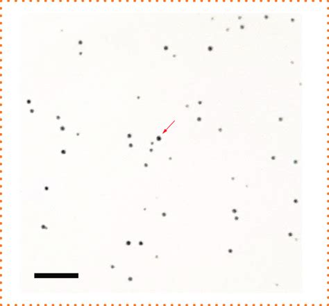 Nitrocellulose Membrane Image Showing Clones Of Single Chain Variable