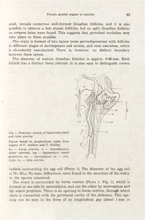Figure 1 From Morphohistological Structure Of Female Genital Organs In Sousliks Semantic Scholar
