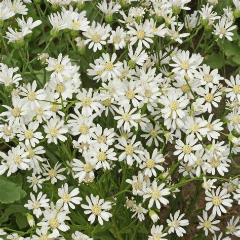 Aster Ptarmicoides White Upland Aster Wildflower Seed