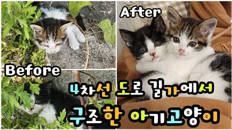 도로 길가에서 구조한 아기고양이들 Youtube
