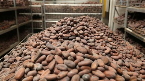 Raw Cocoa Beans Piled In Chocolate Factory Storage Brown And Green