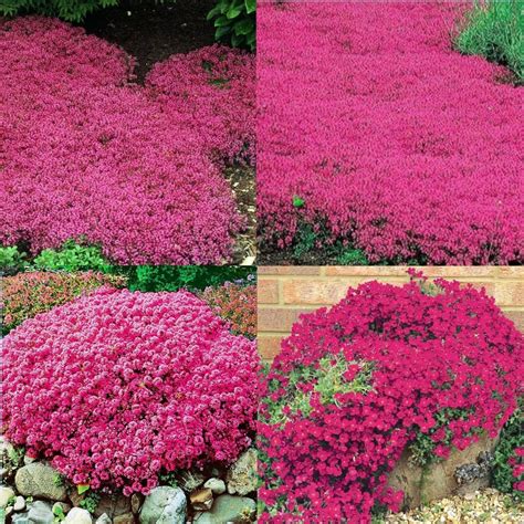 15000 Magic Red Creeping Thyme Seeds For Planting