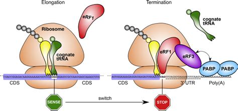 Genetic Codes With No Dedicated Stop Codon Context Dependent