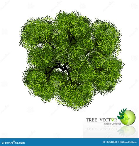 Tree Top View Vector Pasanc