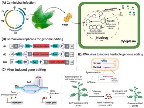 Plant Virus Derived Vectors For Plant Genome Engineering
