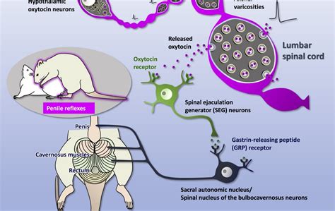 Deric S MindBlog How Oxytocin Enhances Male Sexual Activity