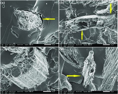 Sem Micrographs Of The Fracture Surface Of Composites With 20 Chfw Download Scientific Diagram