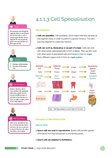 1 1 3 Cell Specialisation 4 1 1 Cell Specialisation Specialisation • Cells Can Specialise
