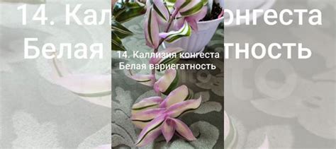 Традесканция Каллизия Конгеста белая вариегатность купить в Сочи ...