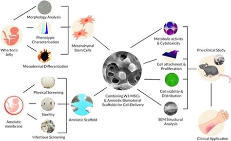 Combining Mesenchymal Stem Cells Derived From Whartons Jelly And Amniotic Biomaterial Scaffolds