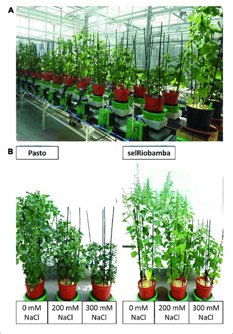 A Plant Array Platform Used In This Study Each Pot Is Download Scientific Diagram