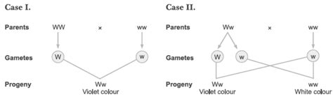 Ncert Solutions Class 12 Biology Chapter 5 Principles Of Inheritance