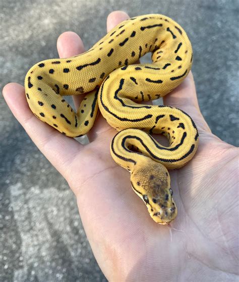 Leo Spot Pin Chocolate Dg Od Enchi Ball Python By Limbless Exotics