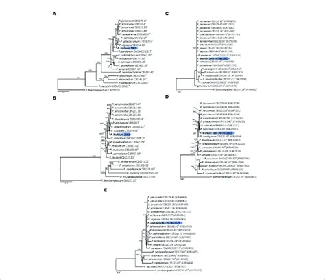 A Maximum Parsimony Tree Of The Combined Sequence Of Its Cam And Download Scientific