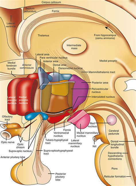 Hypothalamic Dysfunction