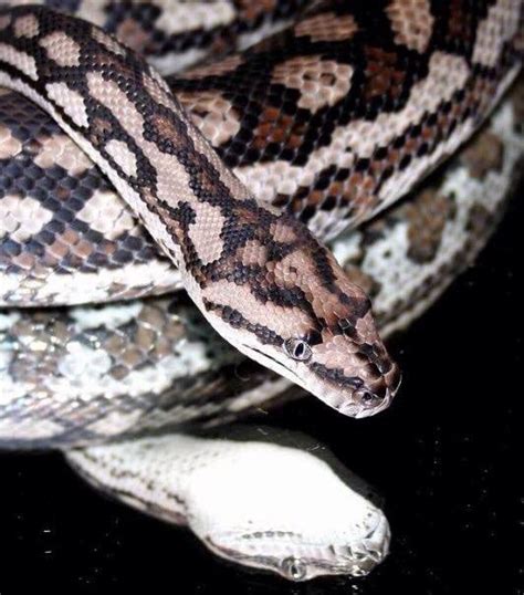 Murray Darling Carpet Pythons For Sale Hawkesbury Reptiles